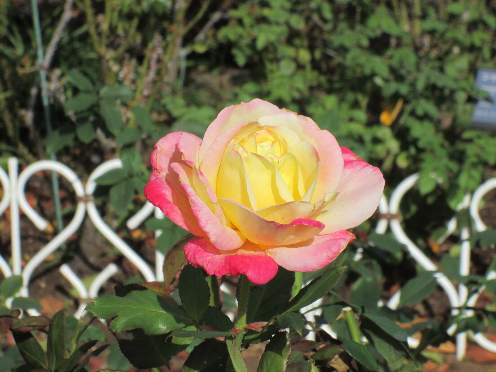 芝浦中央公園 20241108: Zauberfloete通信