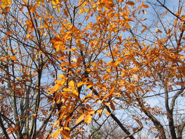 歯科検診/クリーニング 2024/12: Zauberfloete通信