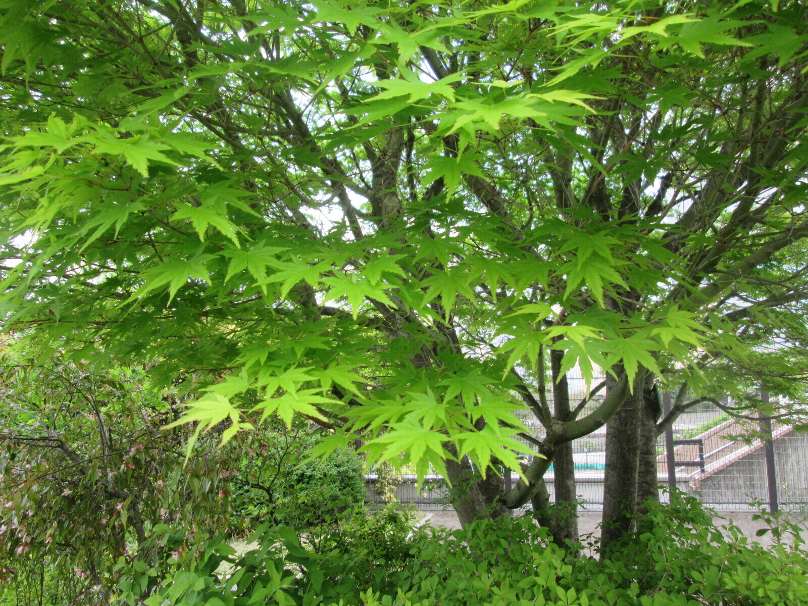 東品川海上公園 20250422: Zauberfloete通信