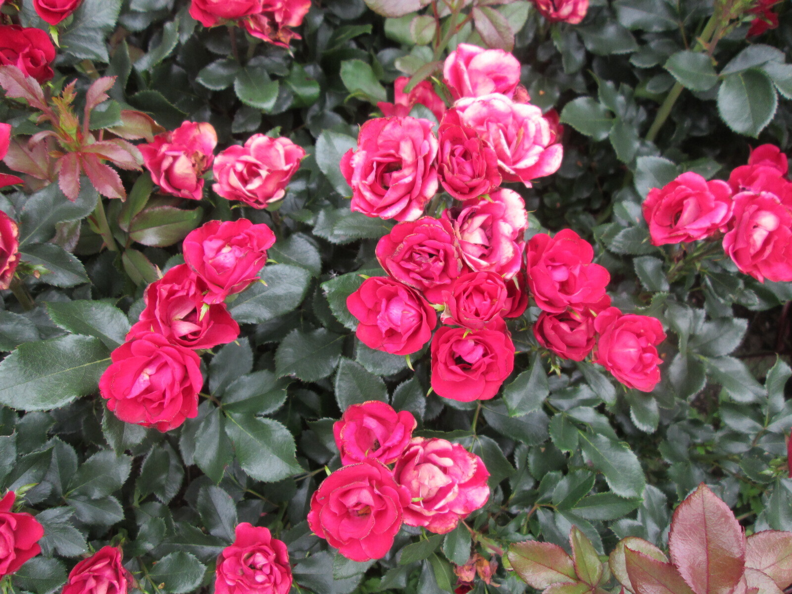 東品川海上公園 20250524: Zauberfloete通信