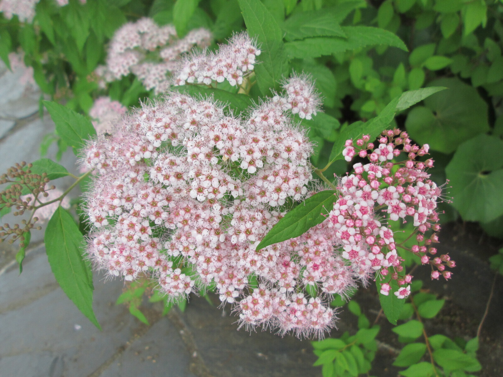 東品川海上公園 20250524: Zauberfloete通信