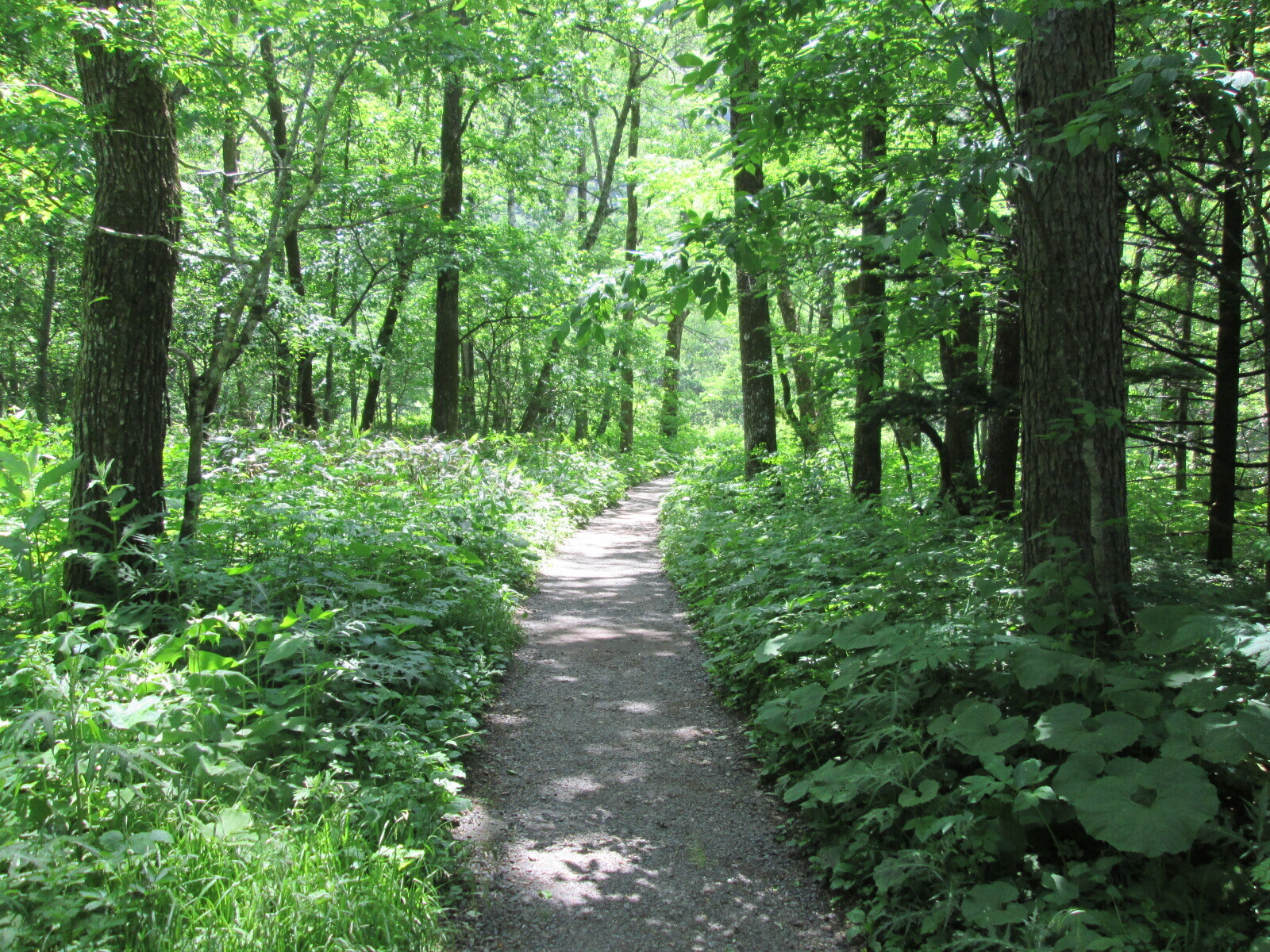 上高地: Zauberfloete通信