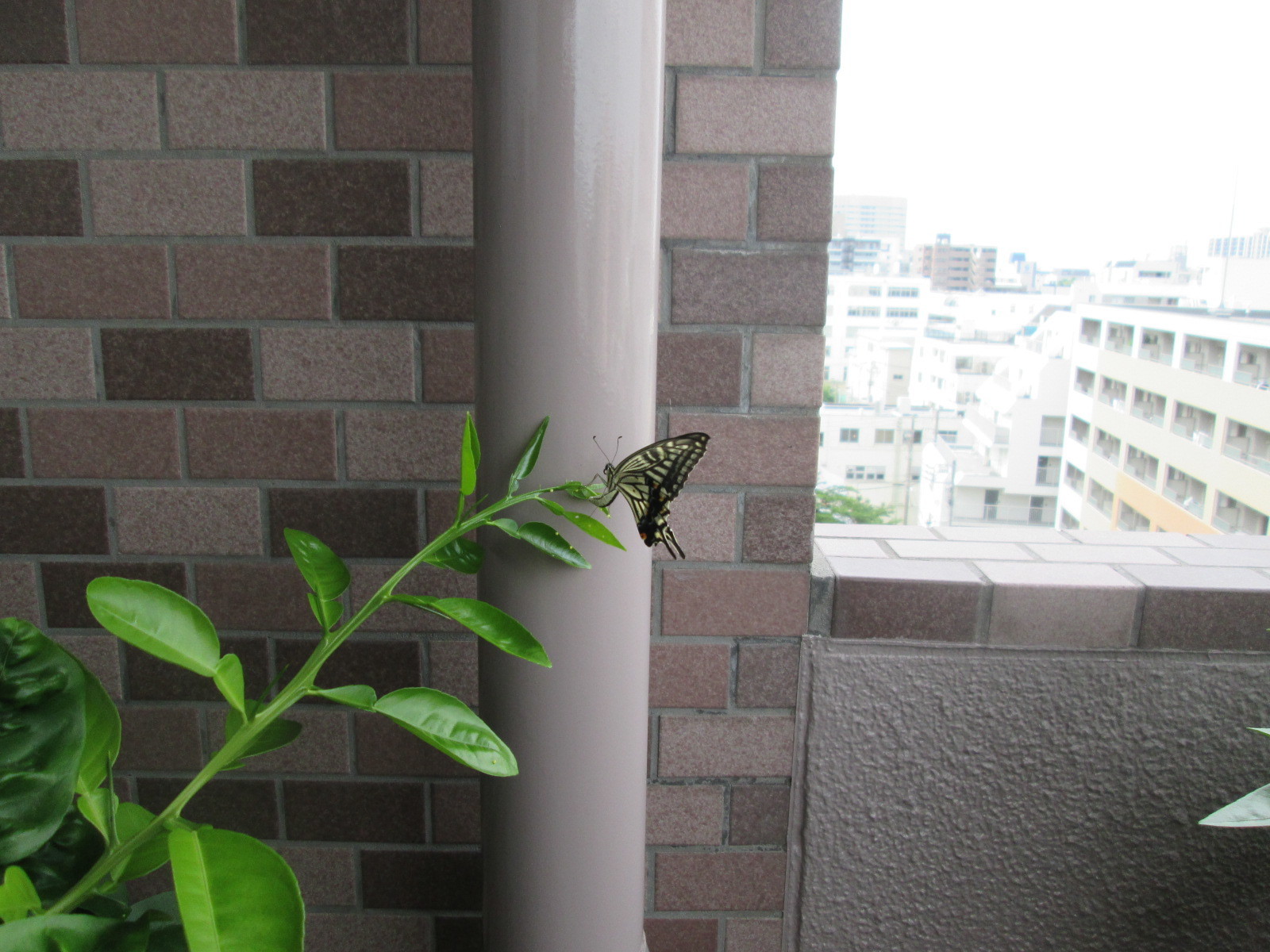 産卵 20230624: Zauberfloete通信