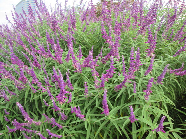 東品川海上公園の花々 20231010: Zauberfloete通信