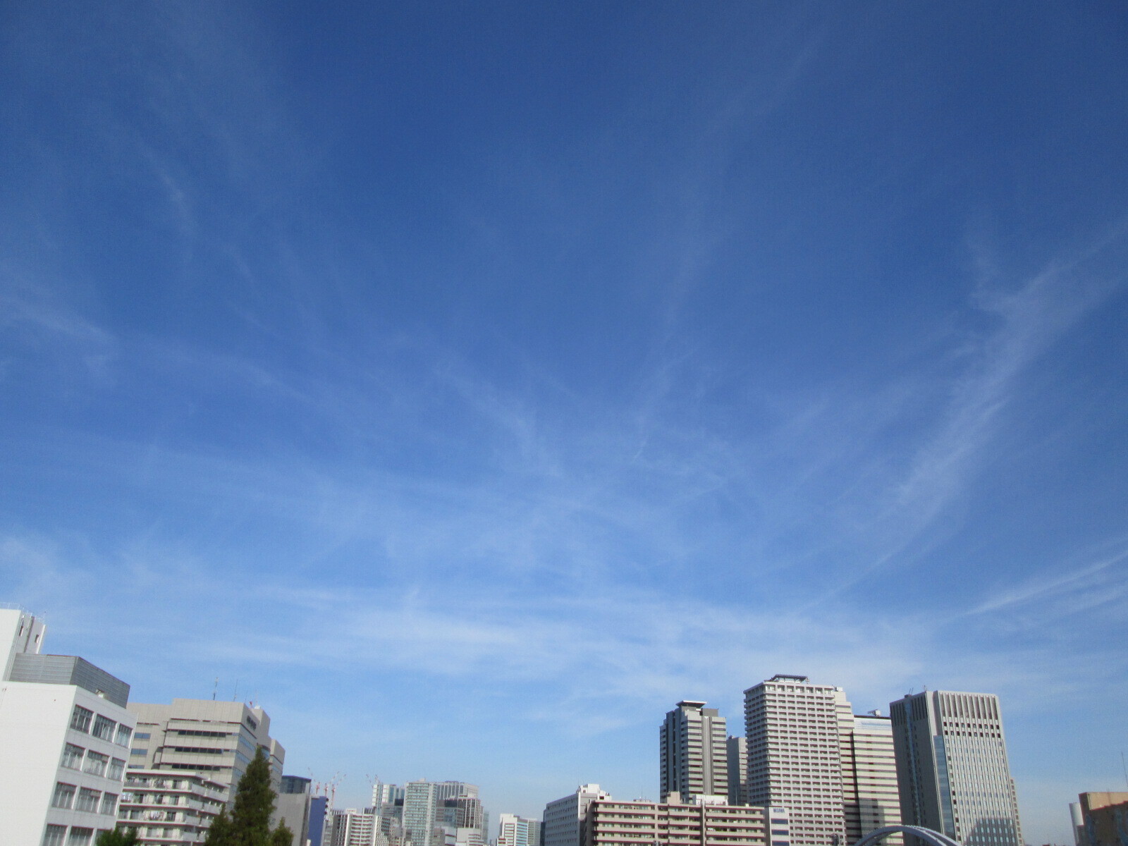 東品川海上公園の花々 20231019: Zauberfloete通信