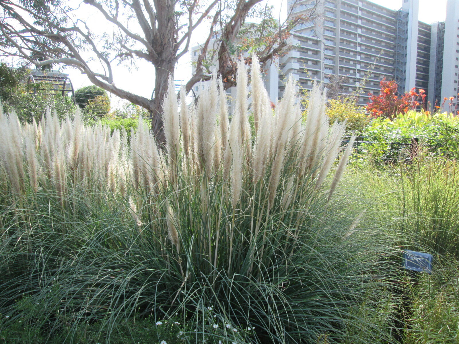 東品川海上公園の花々 20231019: Zauberfloete通信