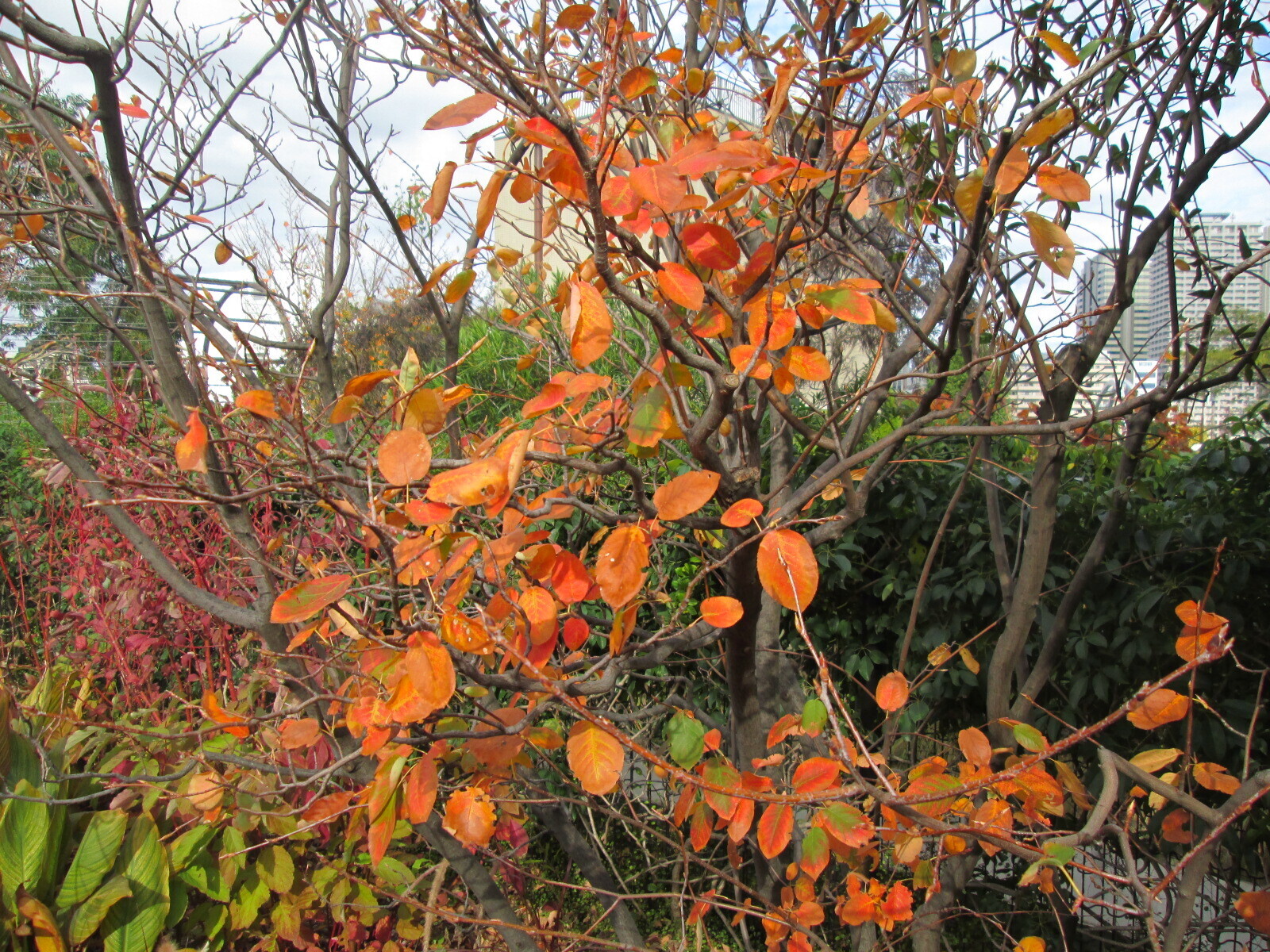 東品川海上公園 20231125: Zauberfloete通信