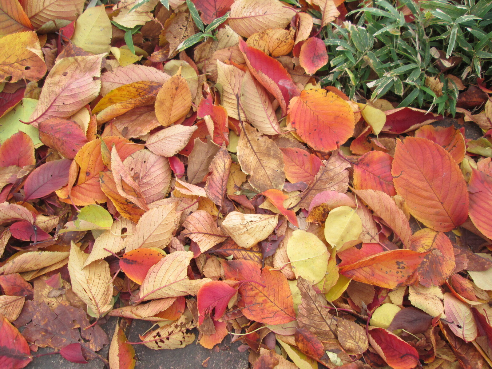 東品川海上公園 20231125: Zauberfloete通信