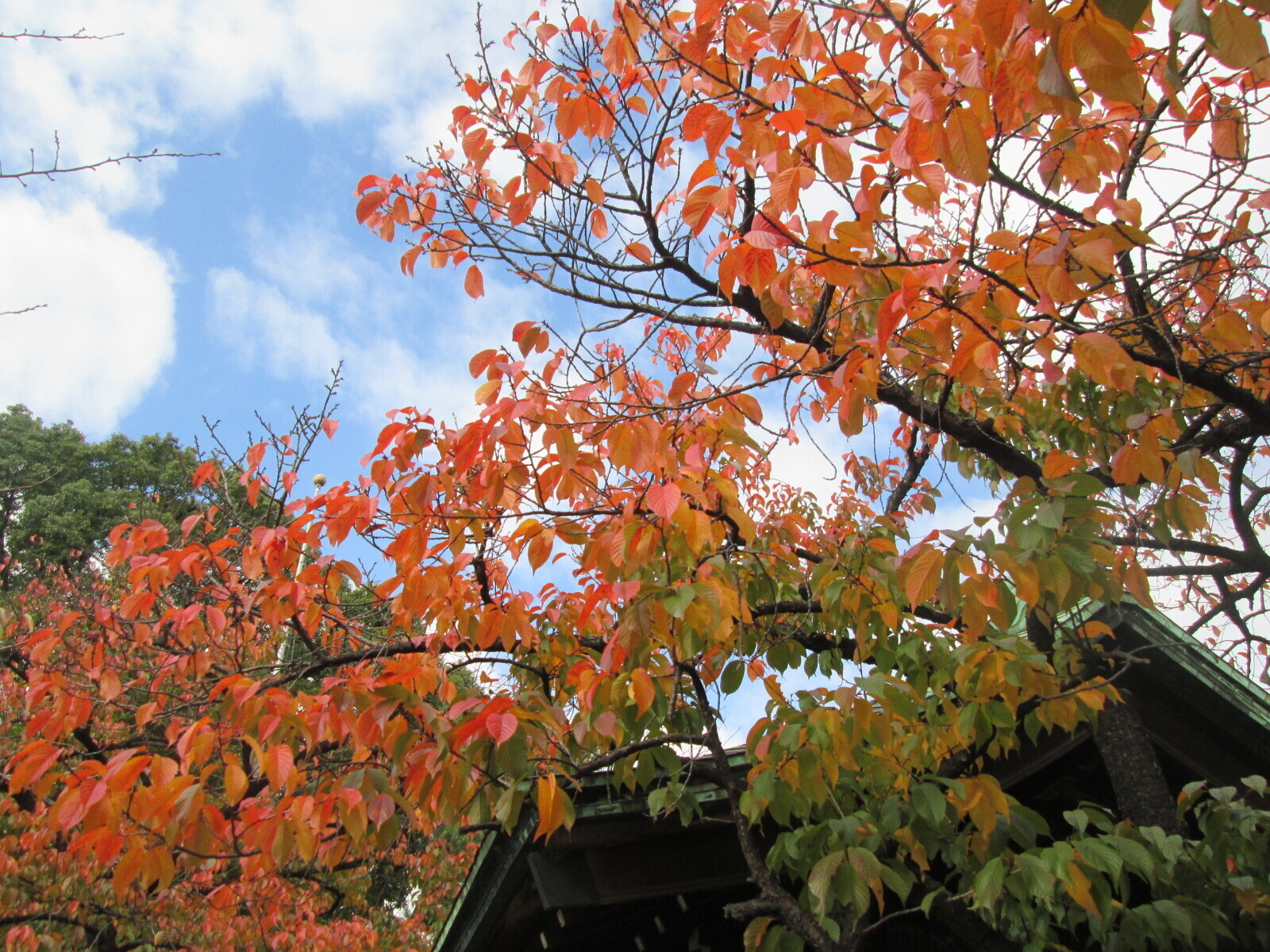 荏原神社2023秋: Zauberfloete通信