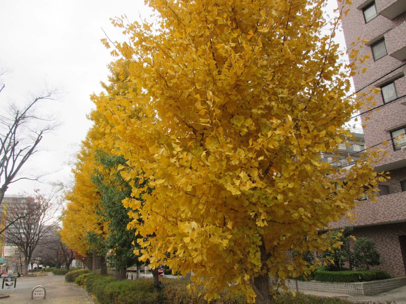 東品川公園のイチョウ 20231211: Zauberfloete通信